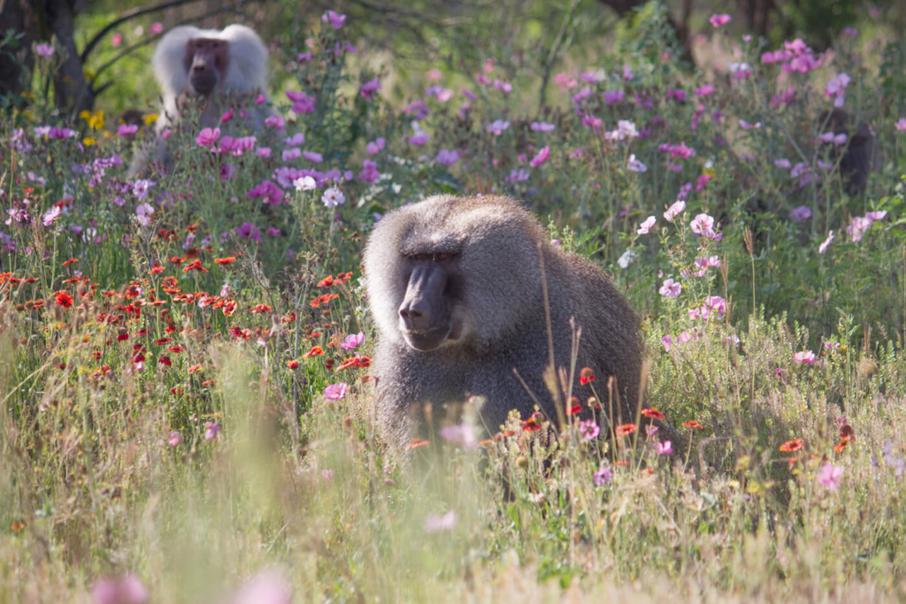 Giving Back: Born Free Primate Sanctuary | Keiko Lynn