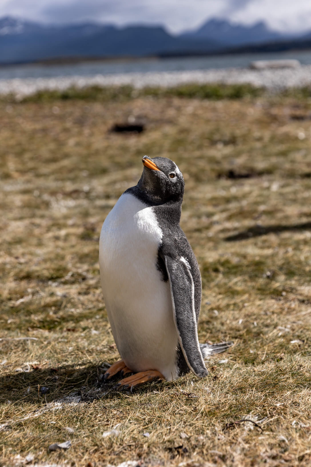 Walk with Penguins in Argentina | Keiko Lynn